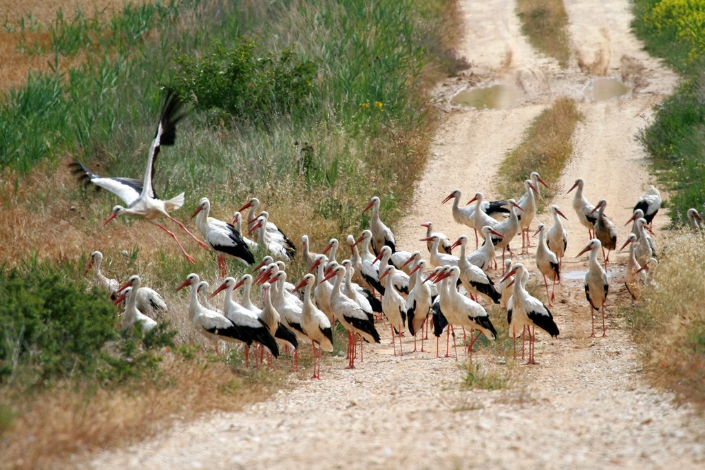 Cigüeña blanca, común - Ciconia ciconia - Asociación Gardatxo Elkartea