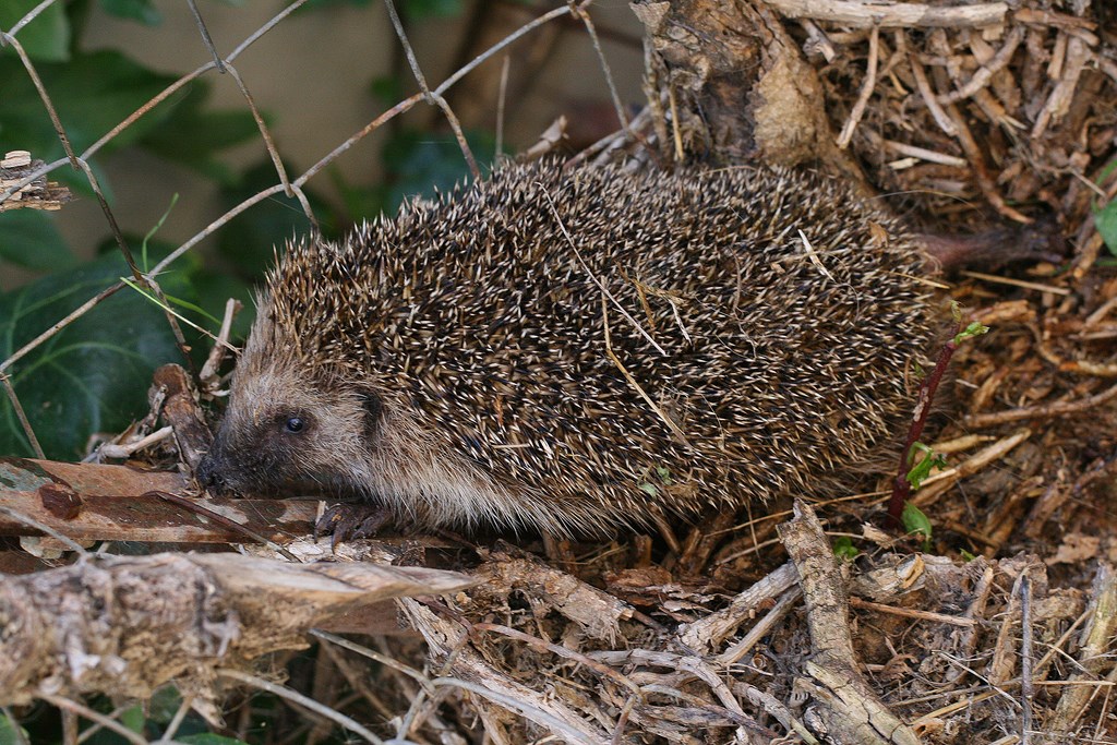 Erizo común - Erinaceus europaeus (L. 1758) - Asociación Gardatxo Elkartea