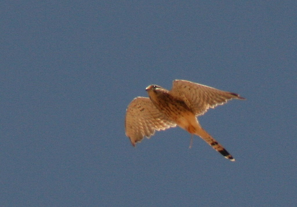 Gavilán común - Accipiter nisus (Linnaeus 1758) - Asociación Gardatxo ...
