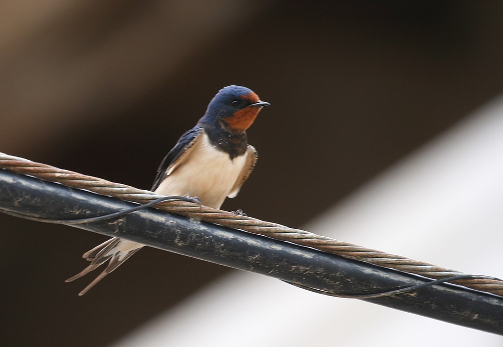 Golondrina común - Hirundu rustica (L. 1758) - Asociación Gardatxo Elkartea