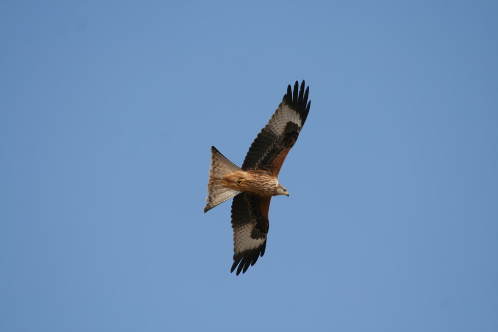 Milano real - Milvus milvus (Linnaeus 1758) - Asociación Gardatxo Elkartea
