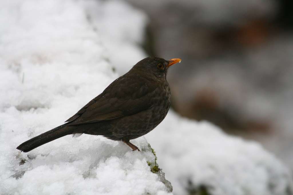 Mirlo común - Turdus merula, hembra (Linnaeus 1758) - Asociación ...
