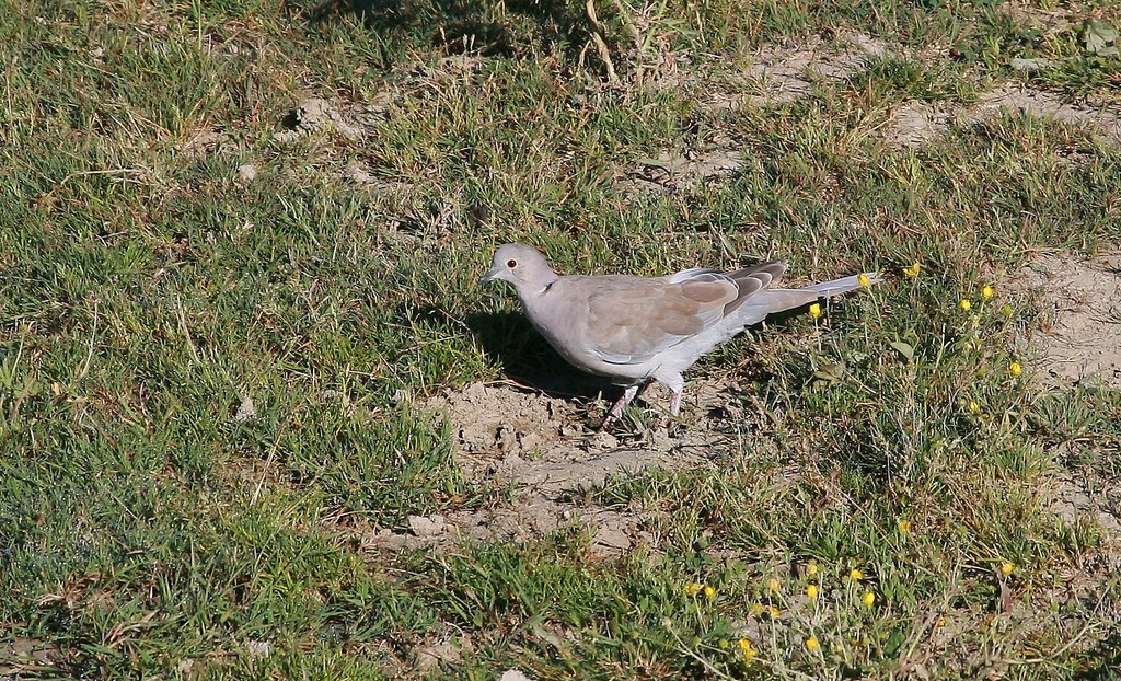 Paloma Tórtola turca - Streptopelia decaocto (Frivaldszky 1838 ...