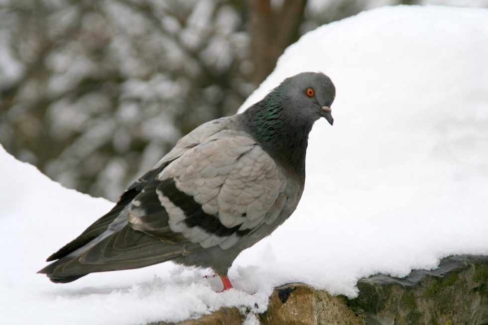 Paloma bravía - Columba livia (Gmelin 1789) - Asociación Gardatxo Elkartea