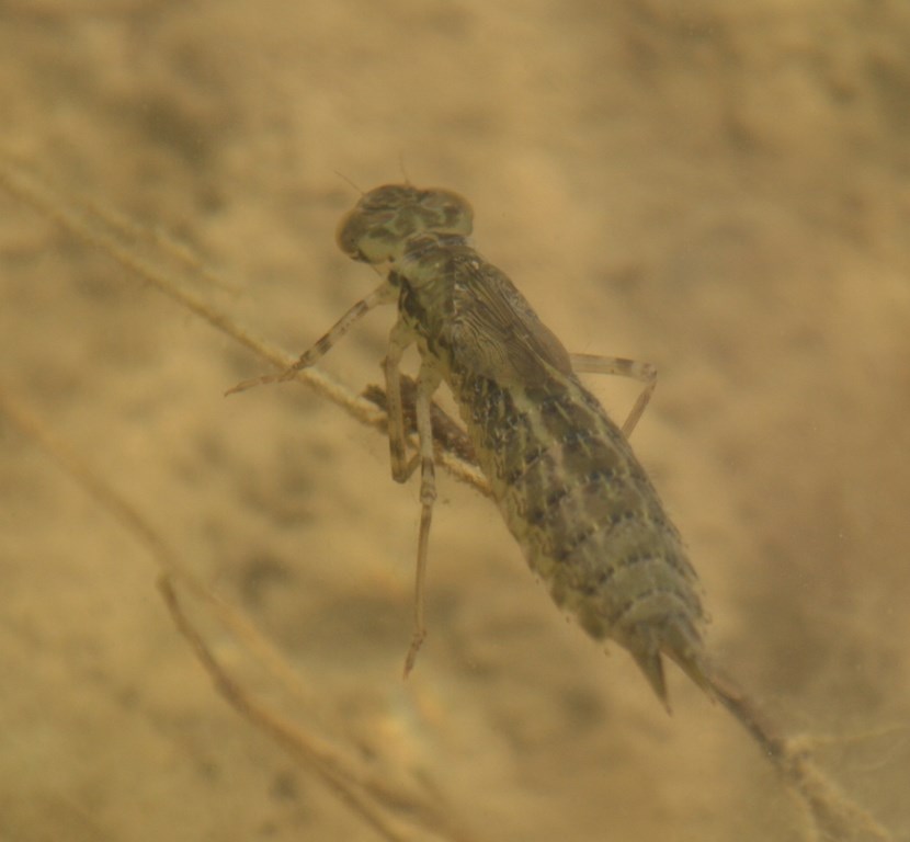 Anax sp. Larva, Crisálida de Libélulas - Aeshnidae - Asociación ...