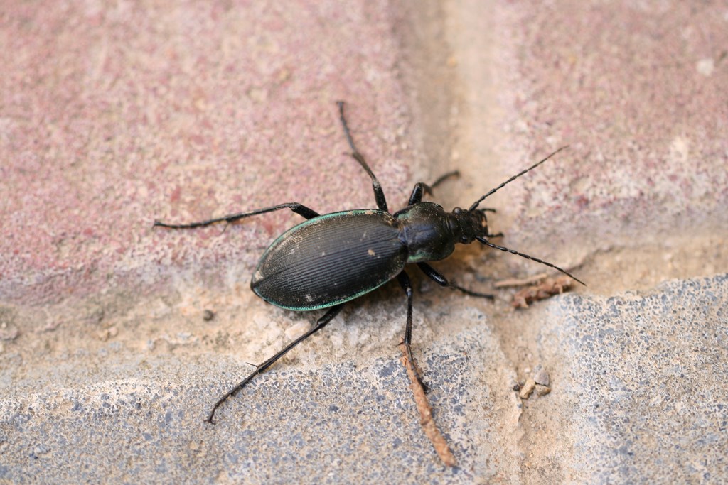 Cárabo - Carabus (Megodontus) violaceus Linne 1758 - Asociación ...