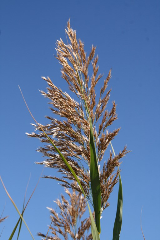 Carrizo - Lezka arrunta - Phragmites australis (Cav.) Trin. Ex Steud ...