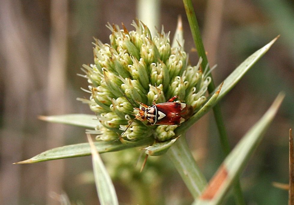 Chinche Mírido de los prados - Lygus pratensis (Linnaeus 1758 ...