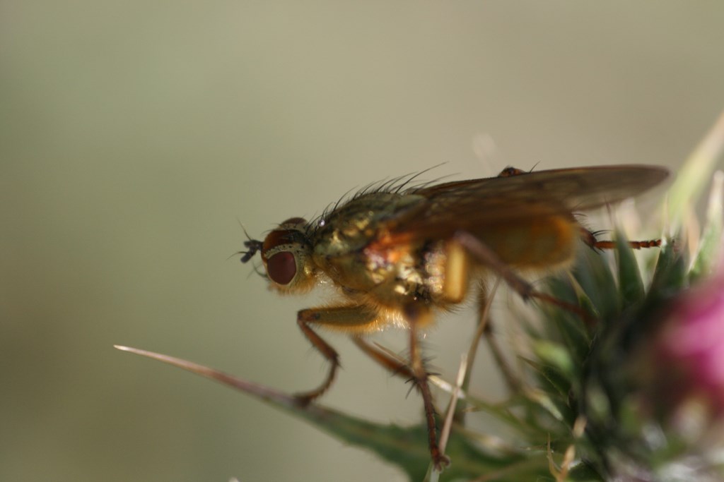Diptera Mosca amarilla del estiércol - Scathophaga stercoraria ...
