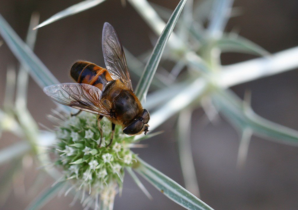 Diptera Mosca zángano - Eristalis tenax (Linnaeus 1758) - Asociación ...