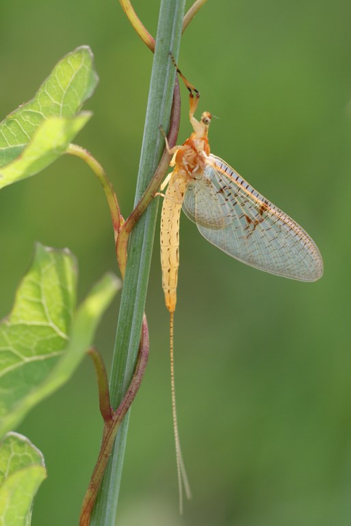 Efímera, Mosca de mayo - Ephemera danica- (Müller 1764) glaucops ...