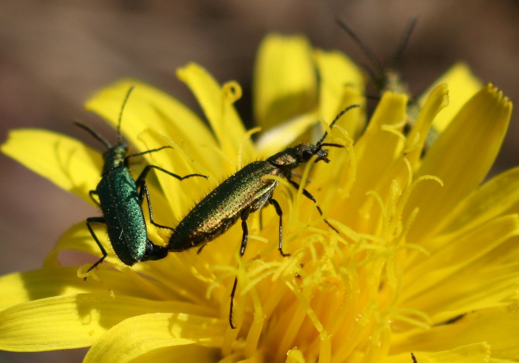 Mosca Española - Lytta Vesicatoria (Linnaeus 1758) - Asociación ...
